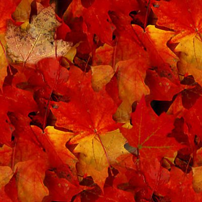 Autumn Maple Leaves Seamless Texture Background Image, Wallpaper or ...