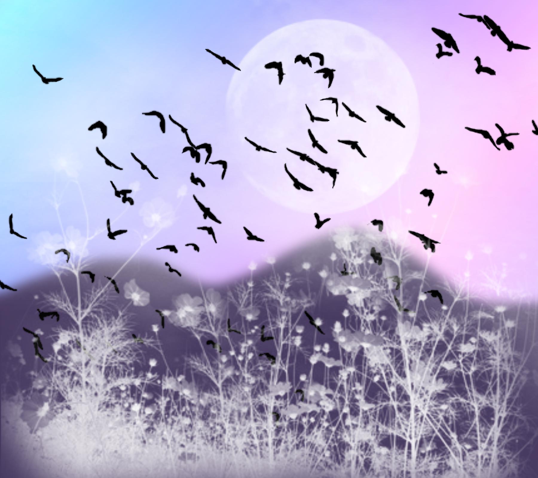 Vintage Bird Tumblr Backgrounds