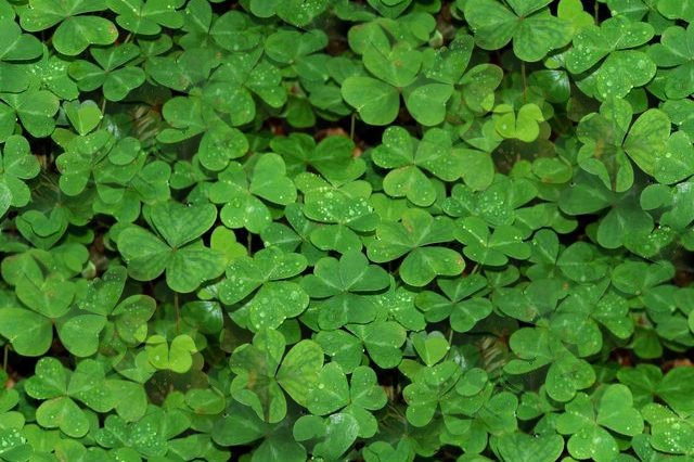 Seamless Shamrocks Background Image, Wallpaper or Texture free for any ...