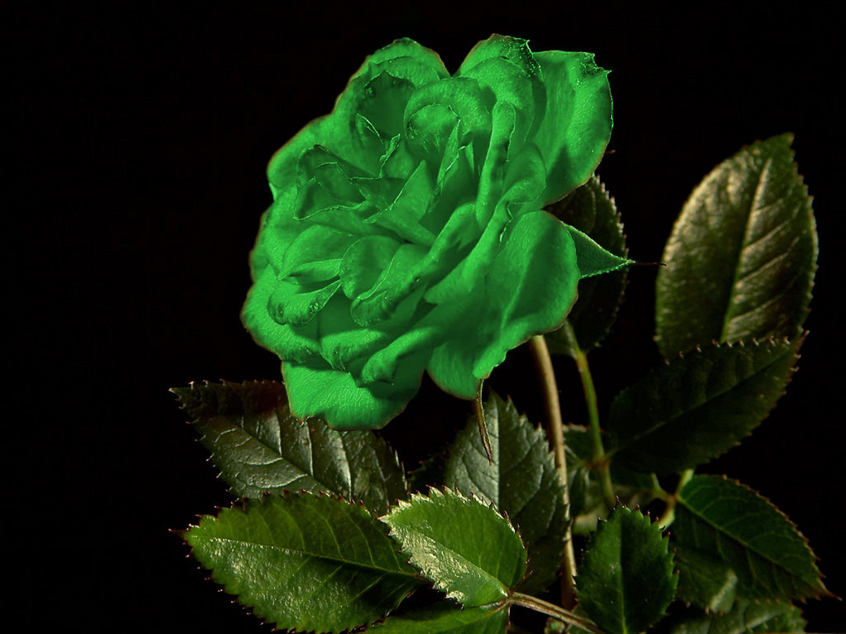 Single Green Rose Flower